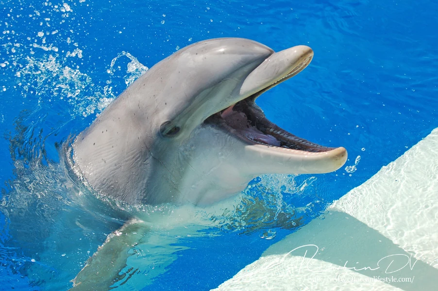 Kai (RTLP) | Captive Cetaceans Wiki | Fandom