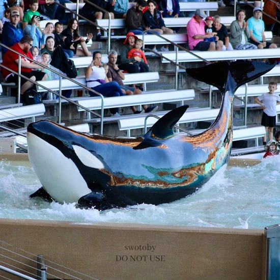 Malia (SWF) | Captive Cetaceans Wiki | Fandom