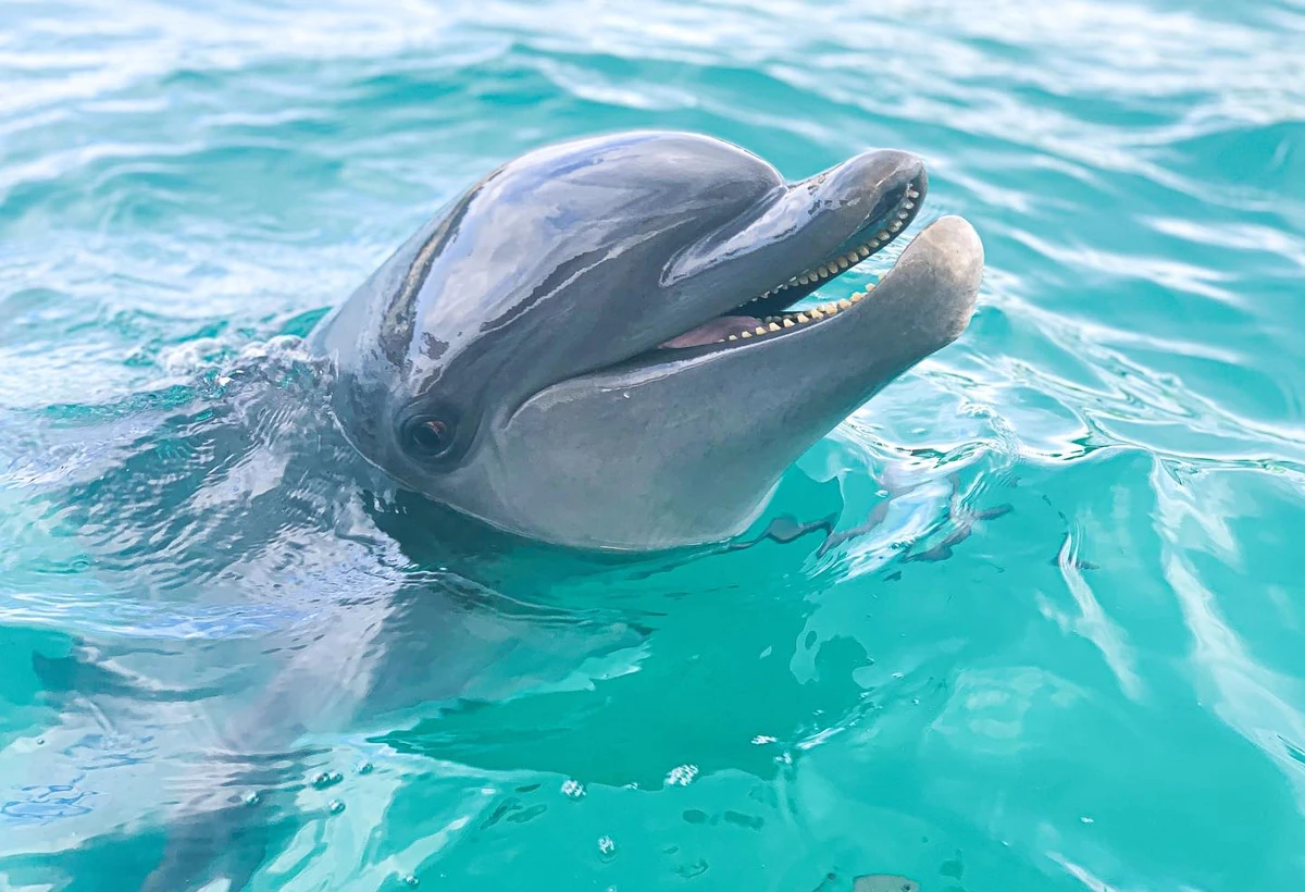 Ping (CWOP) | Captive Cetaceans Wiki | Fandom