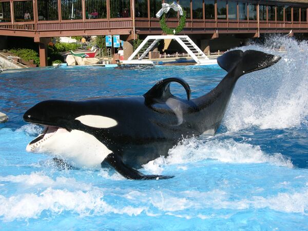 Splash Swc Captive Cetaceans Wiki Fandom