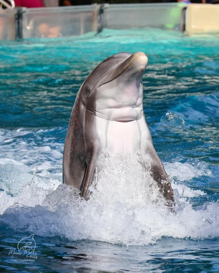 Alejandro (SWF) | Captive Cetaceans Wiki | Fandom