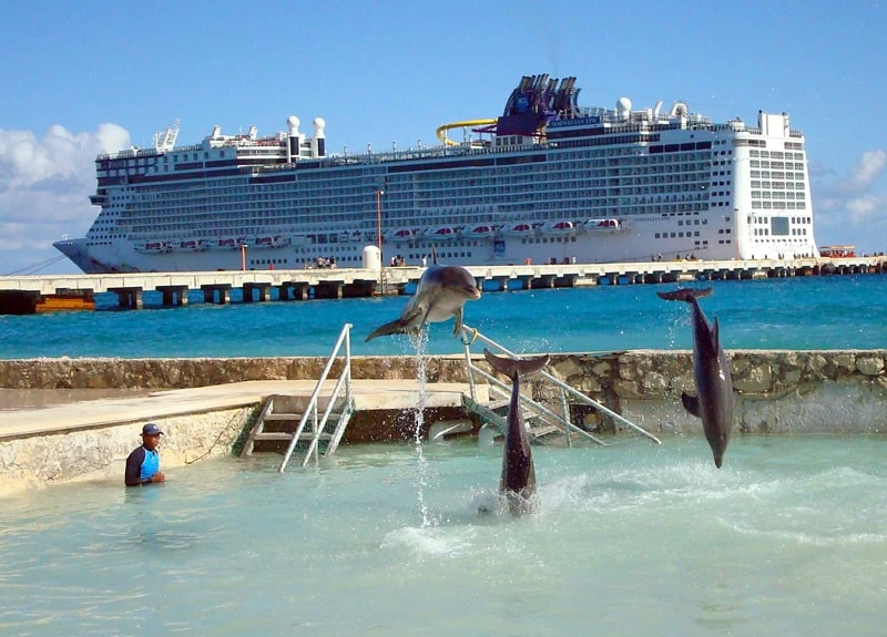 Dolphin Discovery Costa Maya | Captive Cetaceans Wiki | Fandom