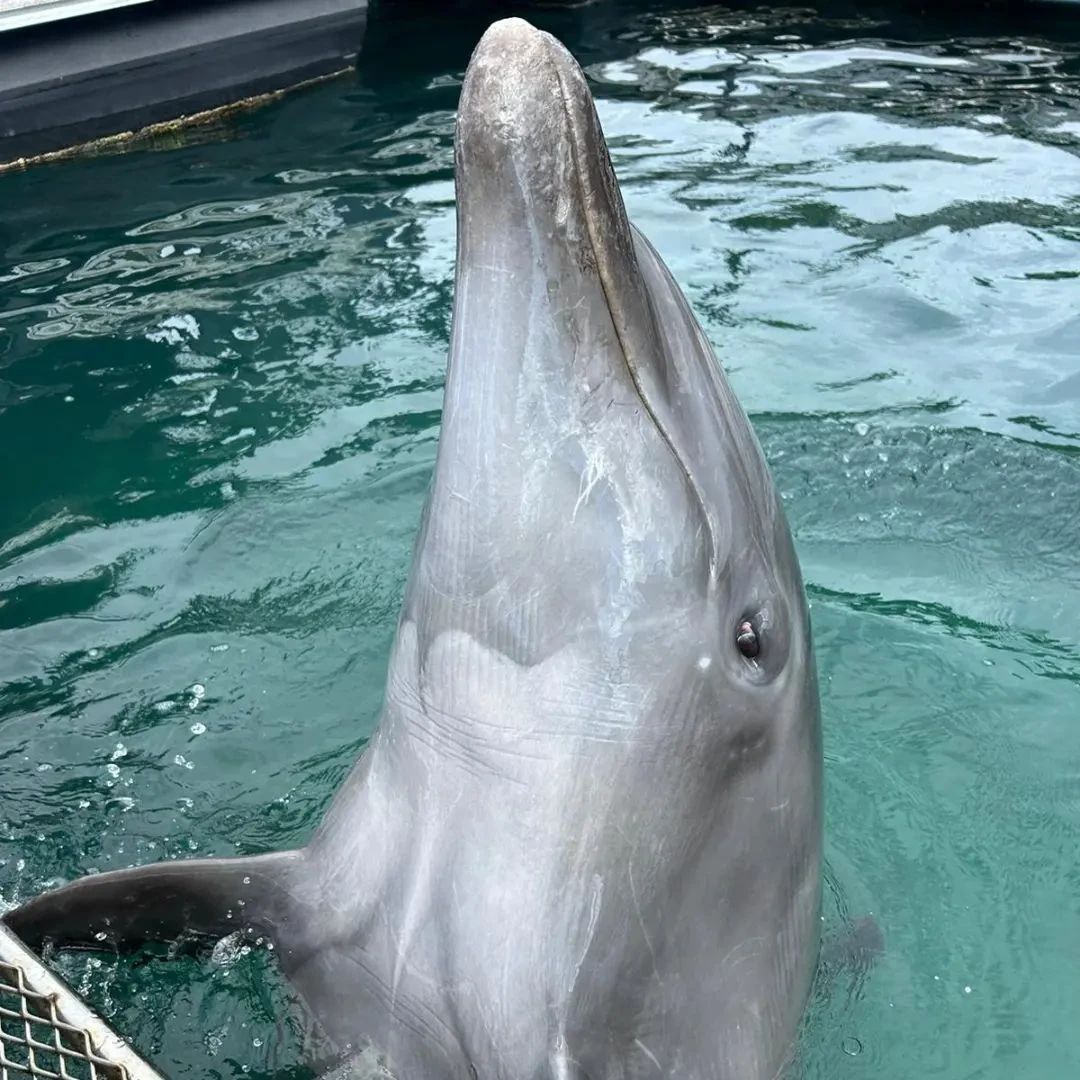 Mizaru (RRO) | Captive Cetaceans Wiki | Fandom