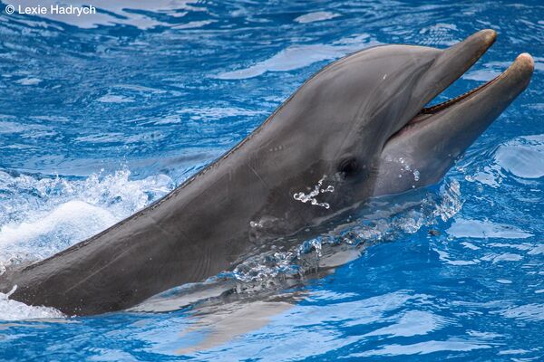Chopper Gmap Captive Cetaceans Wiki Fandom
