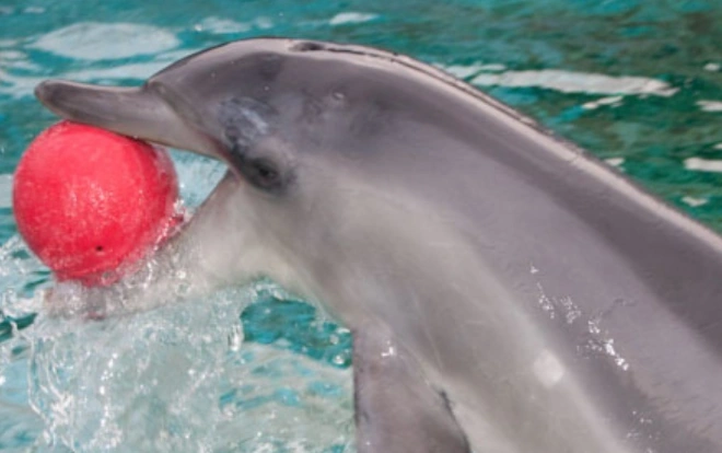 Dumisa (OPHK) | Captive Cetaceans Wiki | Fandom