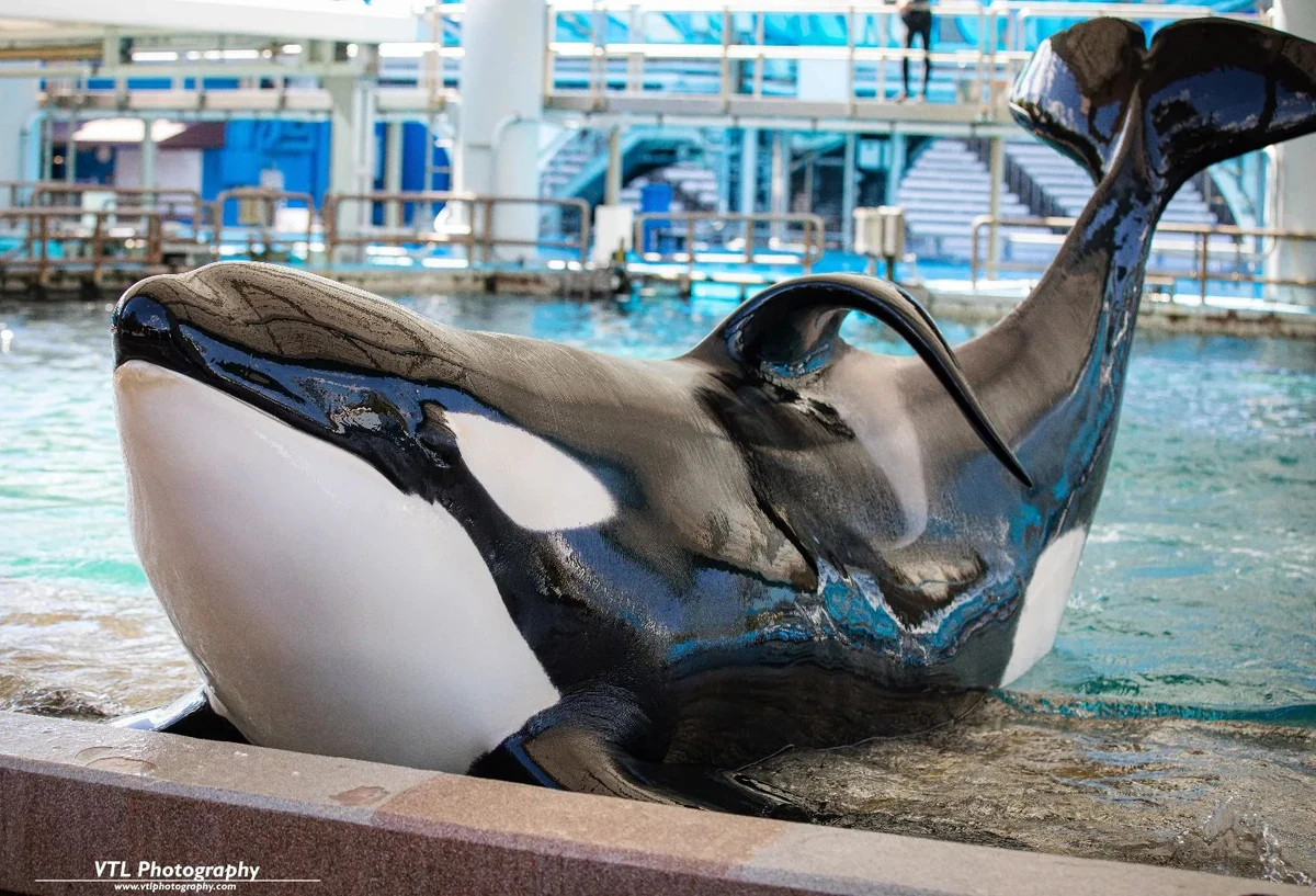 Makaio (SWF) | Captive Cetaceans Wiki | Fandom