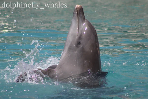 Cliffy (SWGC) | Captive Cetaceans Wiki | Fandom