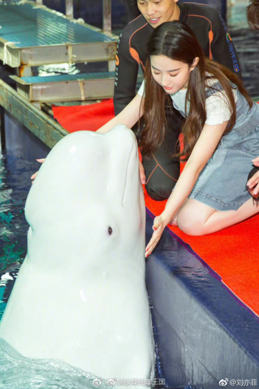 Tiber Cok Captive Cetaceans Wiki Fandom