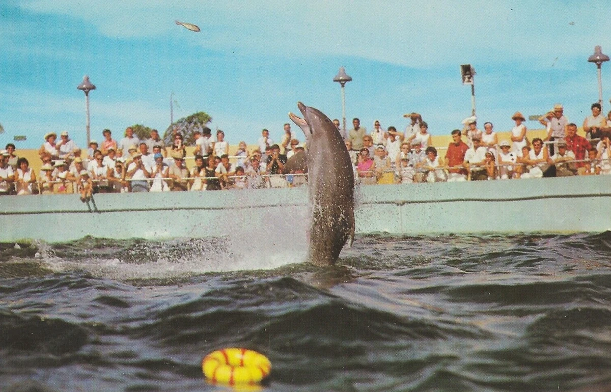 Cha-Cha (MSQ) | Captive Cetaceans Wiki | Fandom