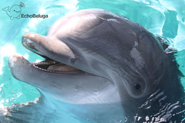 Brisby (SFDK) | Captive Cetaceans Wiki | Fandom