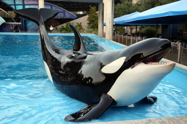 Unna (SWT) | Captive Cetaceans Wiki | Fandom