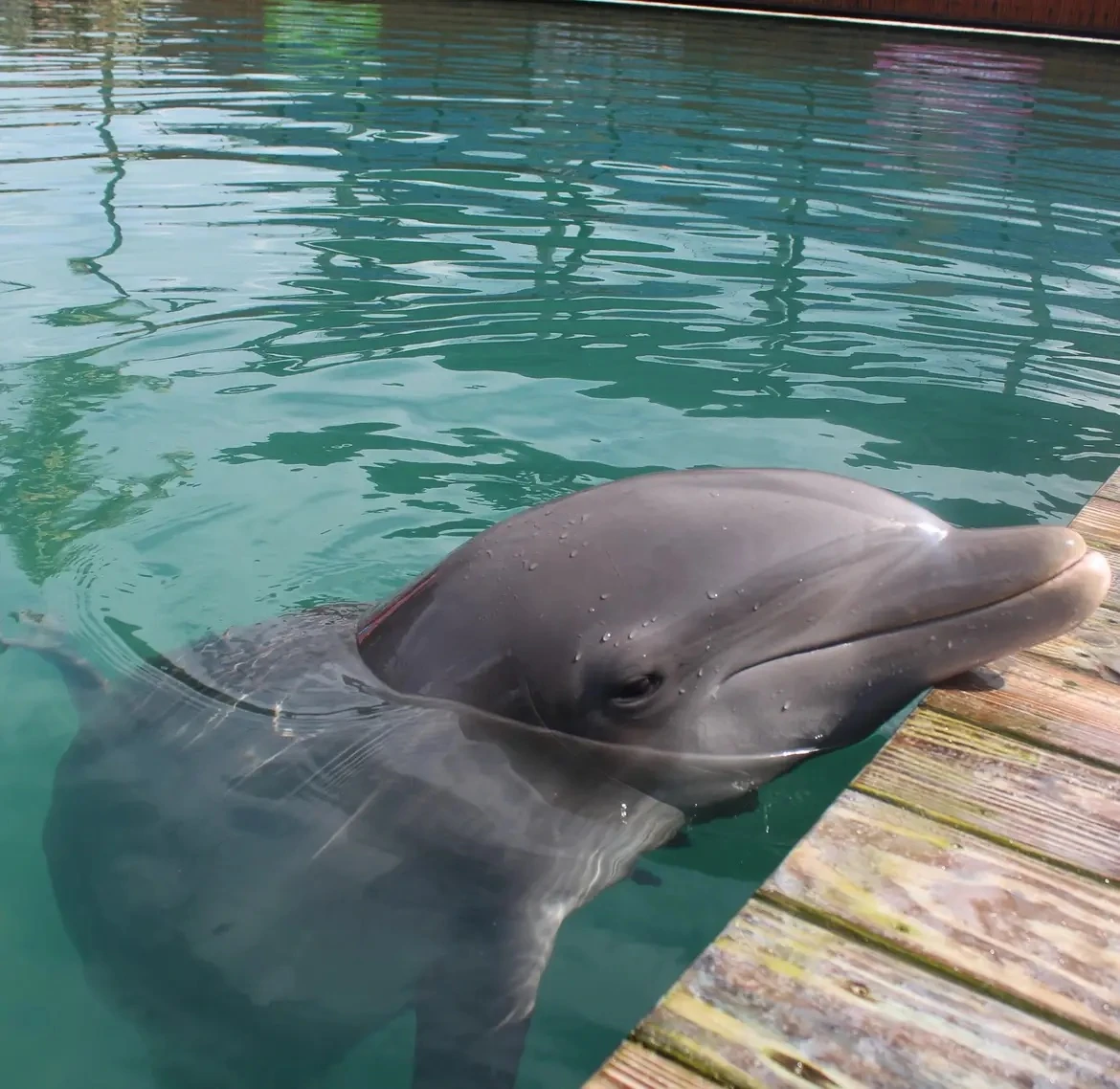 Abaco (MSQ) | Captive Cetaceans Wiki | Fandom