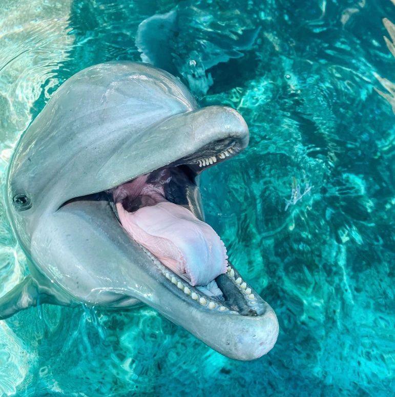 Adela (SLPH) | Captive Cetaceans Wiki | Fandom