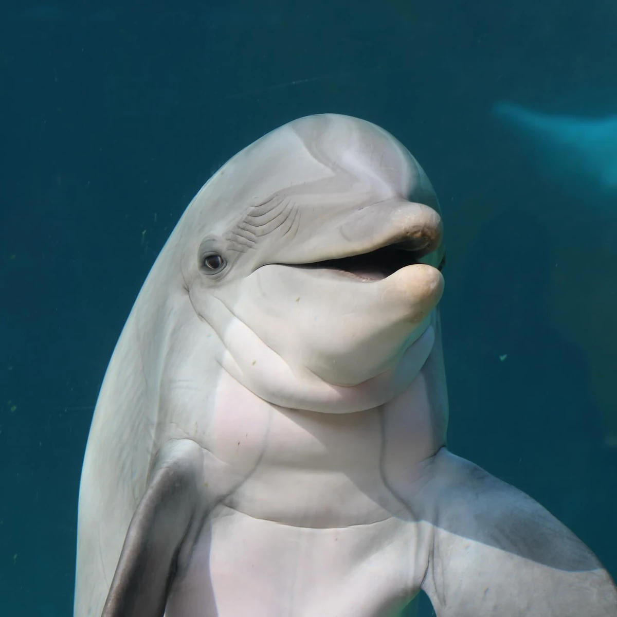Nigel (MSAQ) | Captive Cetaceans Wiki | Fandom