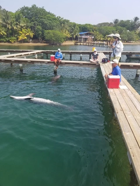 Calli (RIMS) | Captive Cetaceans Wiki | Fandom