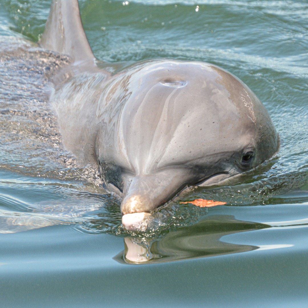 Merina Drc Captive Cetaceans Wiki Fandom