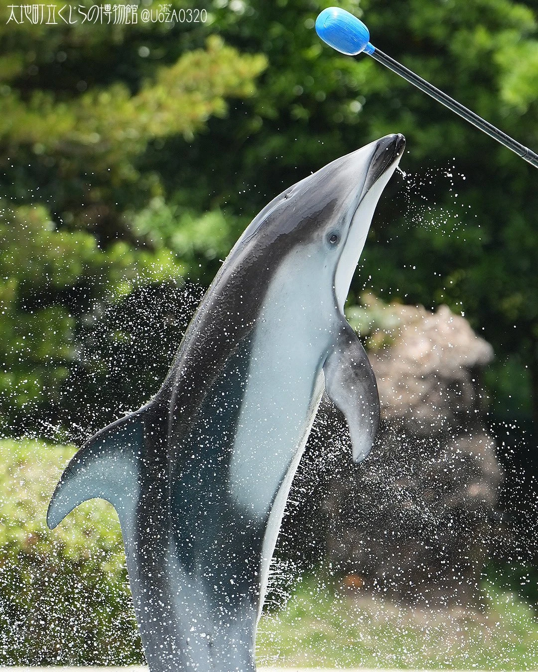 Shinato (TWM) | Captive Cetaceans Wiki | Fandom