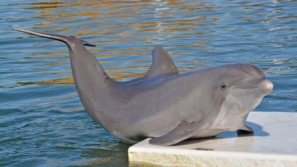 Atocha Drc Captive Cetaceans Wiki Fandom