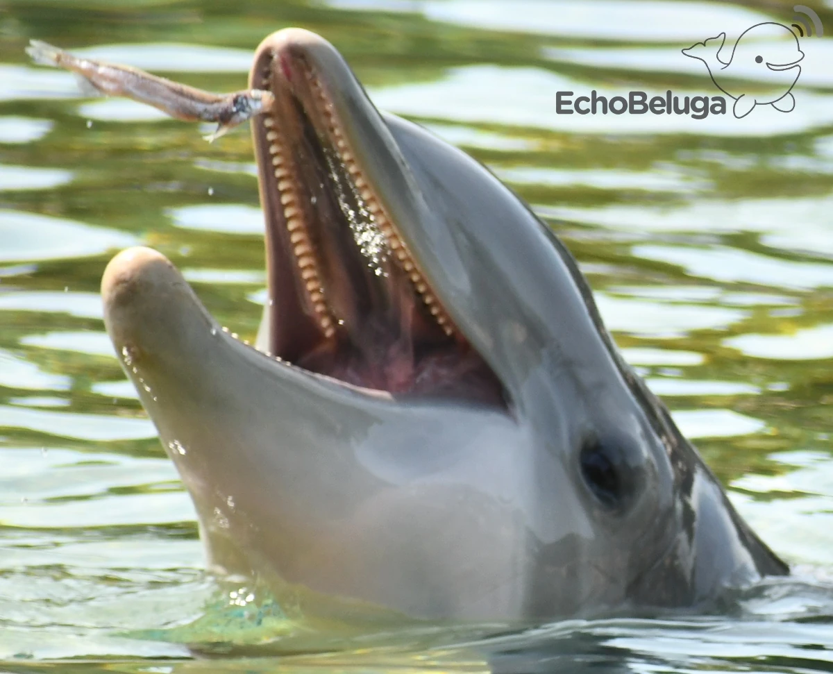 Reef (SWAD) | Captive Cetaceans Wiki | Fandom