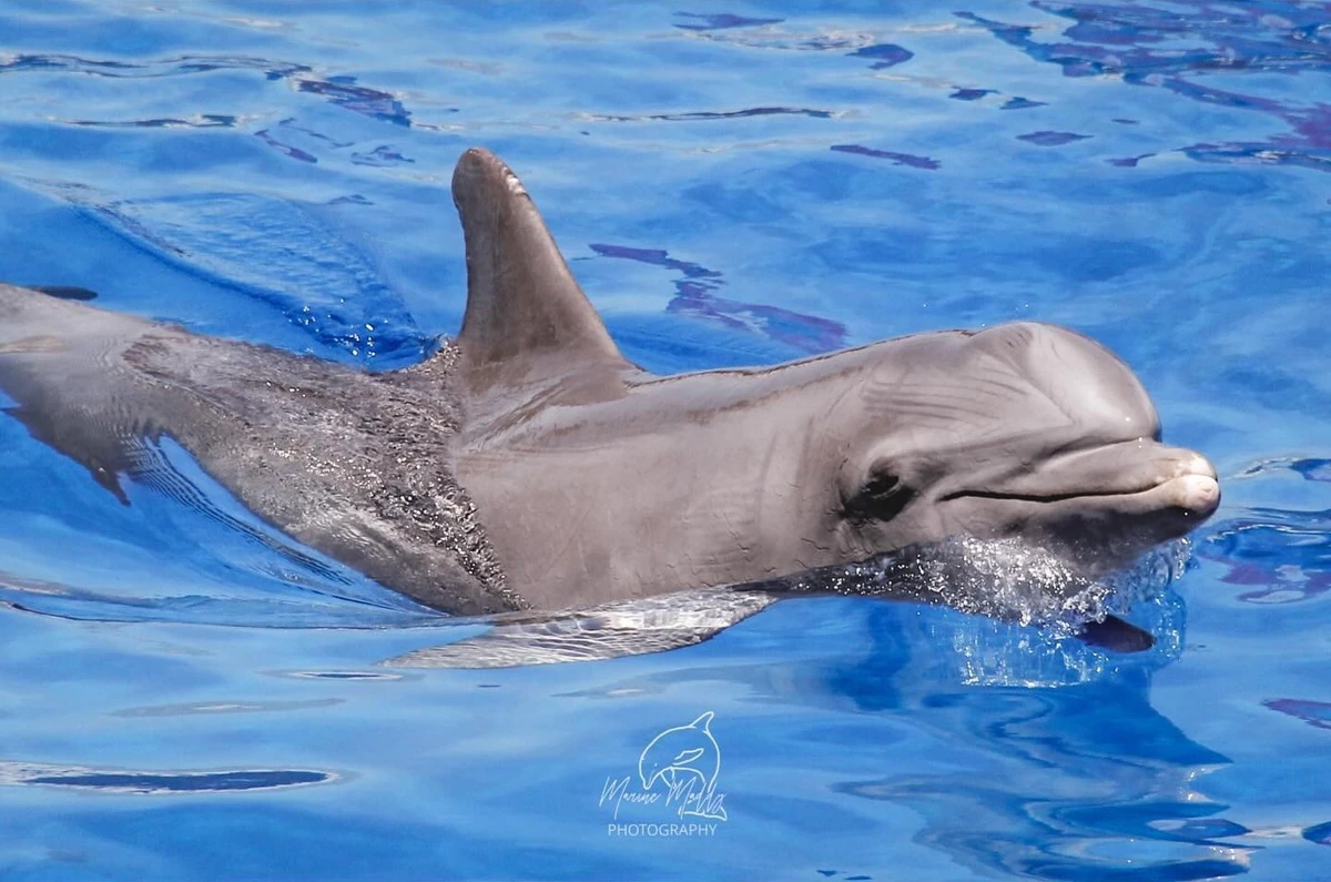 Grisel (LOC) | Captive Cetaceans Wiki | Fandom