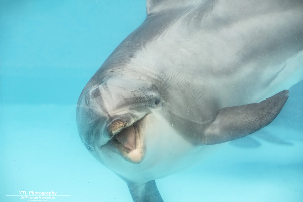 Nemo (DH) | Captive Cetaceans Wiki | Fandom
