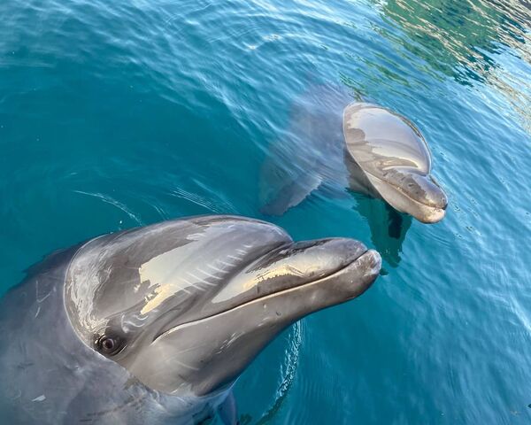 Pluto Rro Captive Cetaceans Wiki Fandom