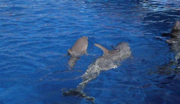 Alpha (MLM) | Captive Cetaceans Wiki | Fandom