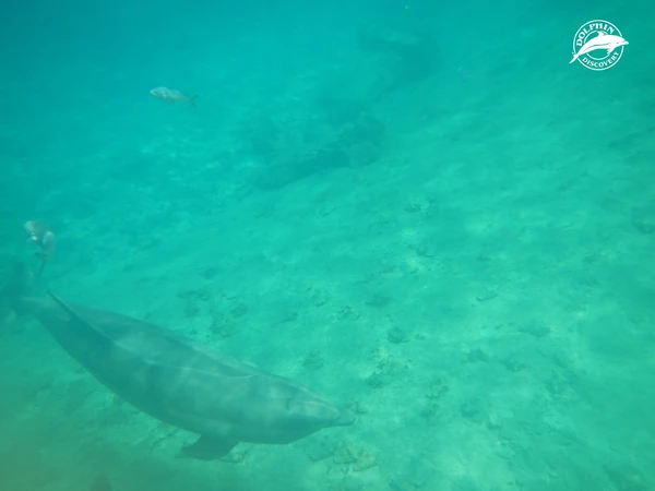 Jogo (DDC) | Captive Cetaceans Wiki | Fandom