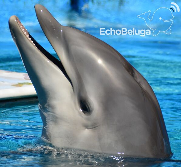 Mia Gmap Captive Cetaceans Wiki Fandom