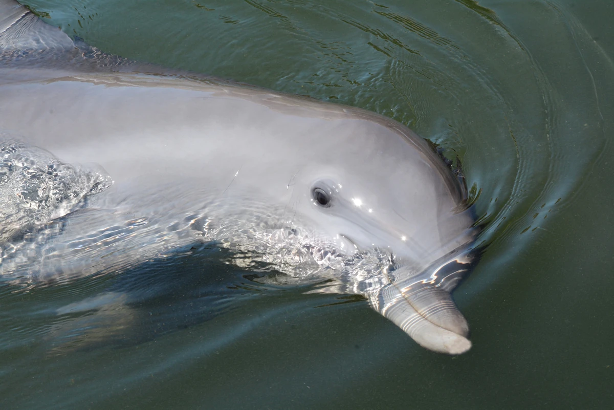 Ranger (DRC) | Captive Cetaceans Wiki | Fandom