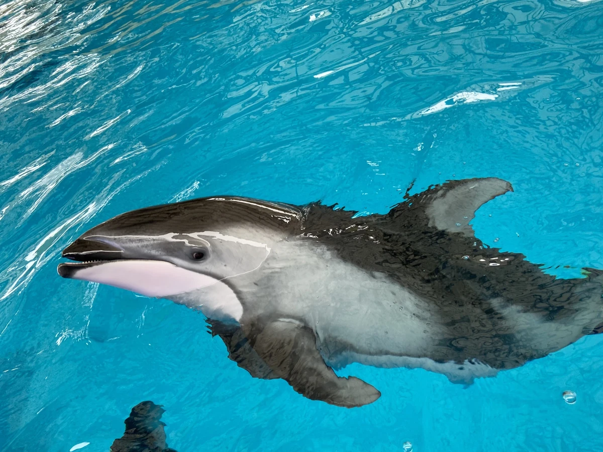 Sol (YHSP) | Captive Cetaceans Wiki | Fandom