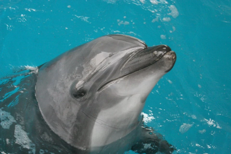 Dan (TDI) | Captive Cetaceans Wiki | Fandom