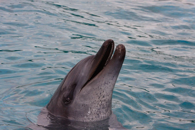 Domino (OPHK) | Captive Cetaceans Wiki | Fandom