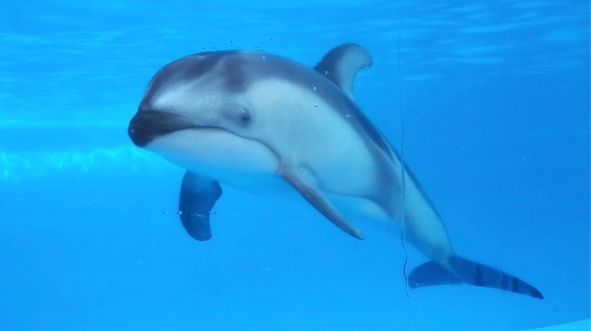 Meme (NCAMN) | Captive Cetaceans Wiki | Fandom