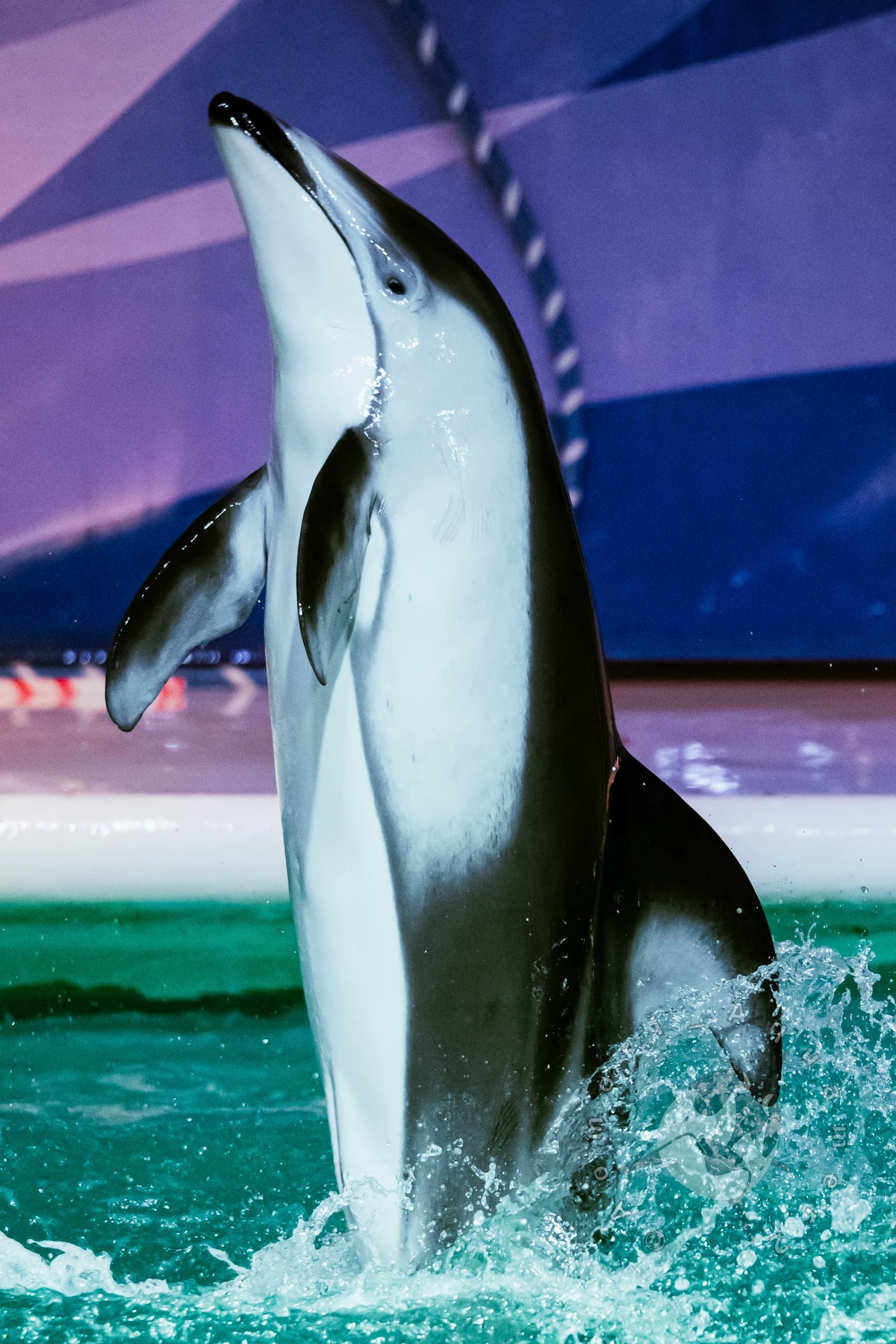 Flip (APAA) | Captive Cetaceans Wiki | Fandom