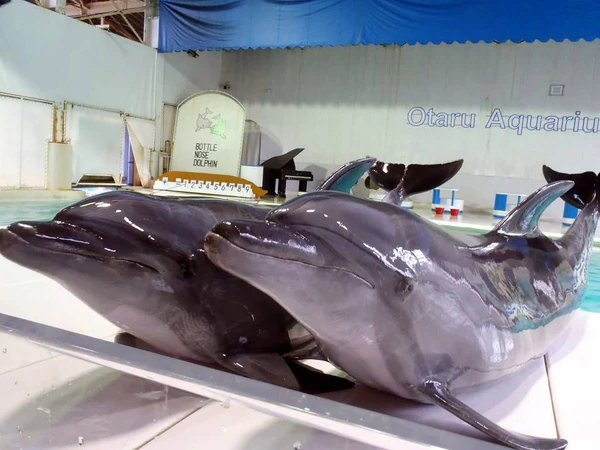 Robin Ota Captive Cetaceans Wiki Fandom