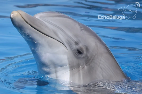 Yoshe (SFDK) | Captive Cetaceans Wiki | Fandom