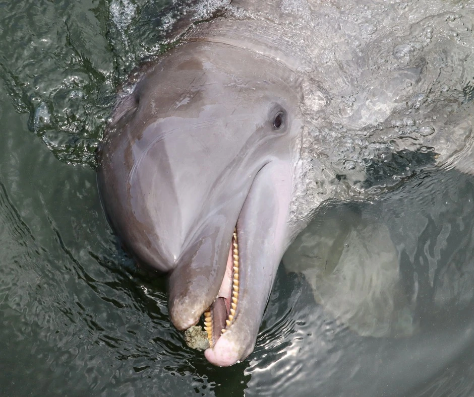 Delta (DRC) | Captive Cetaceans Wiki | Fandom