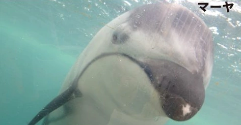 Maya (KMW) | Captive Cetaceans Wiki | Fandom
