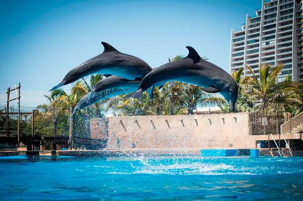 UShaka Marine World | Captive Cetaceans Wiki | Fandom