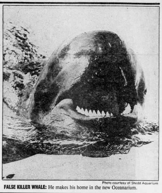 Hoshi (SWF) | Captive Cetaceans Wiki | Fandom