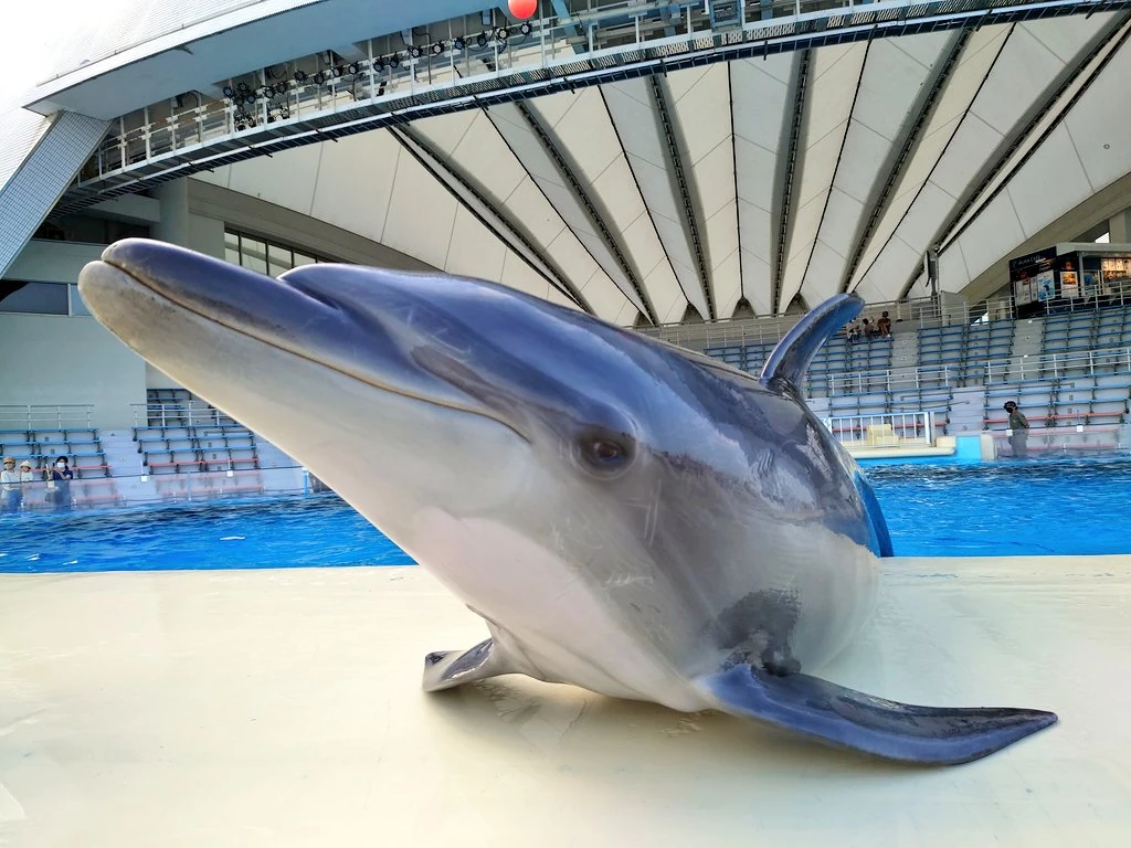 Shikamaru (MWU) | Captive Cetaceans Wiki | Fandom