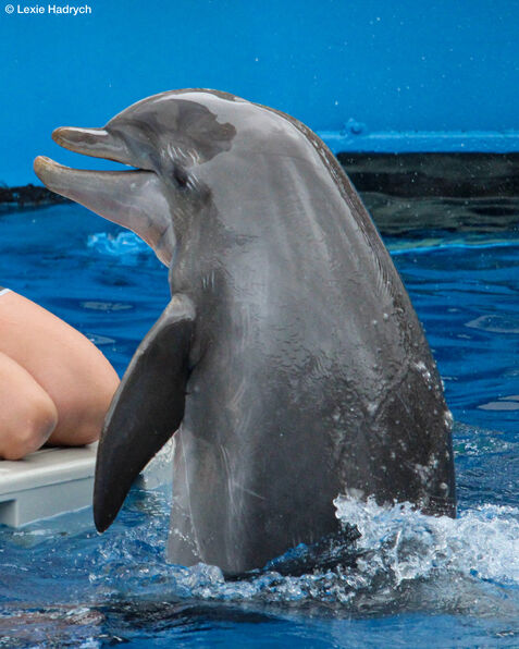 Chopper Gmap Captive Cetaceans Wiki Fandom