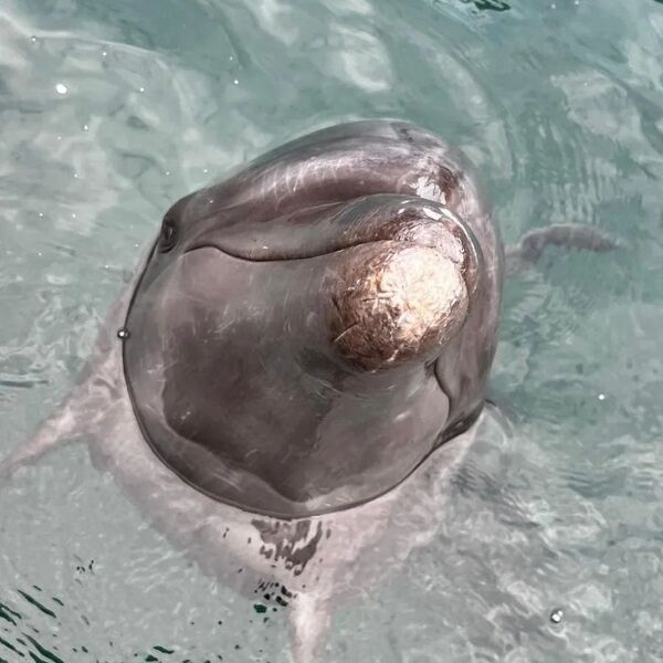 Pluto Rro Captive Cetaceans Wiki Fandom