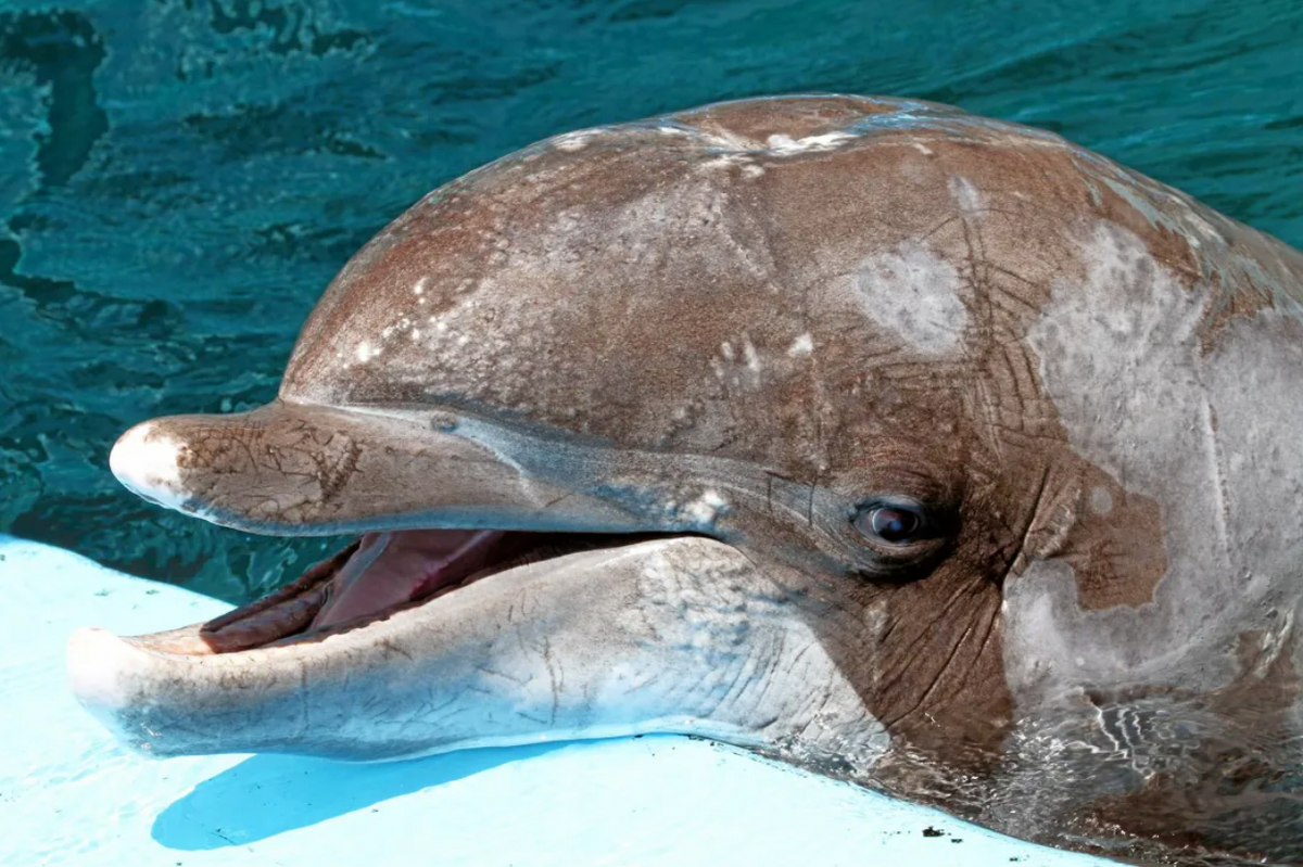 Semo Sfdk Captive Cetaceans Wiki Fandom