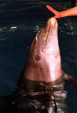 Sunset Sam (CMA) | Captive Cetaceans Wiki | Fandom