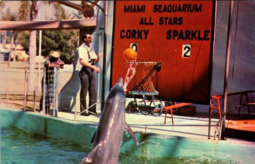 Corky Msq Captive Cetaceans Wiki Fandom