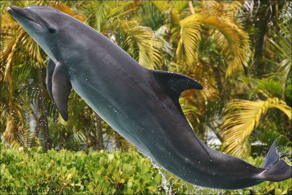 Cobalt Msq Captive Cetaceans Wiki Fandom