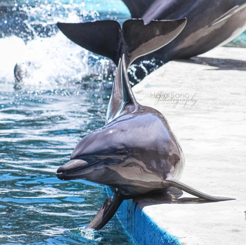 Shima (MM) | Captive Cetaceans Wiki | Fandom