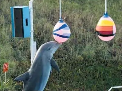 Sayko (AQMP) | Captive Cetaceans Wiki | Fandom